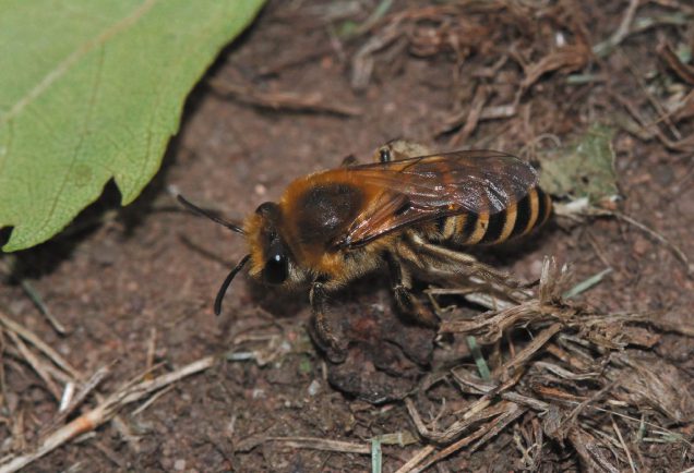 Keep eyes and ears peeled for the flight of the Ivy bees in ...