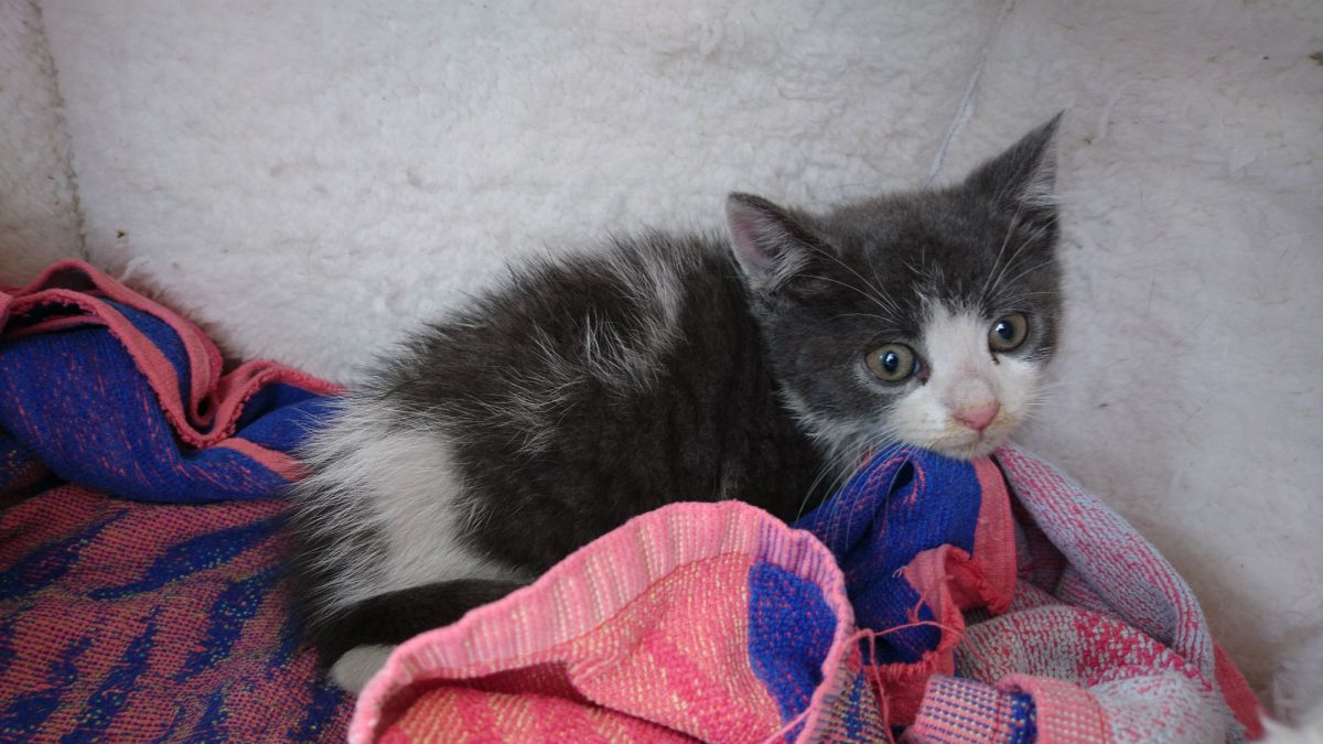 Distressed kitten rescued from pipe in Northfield shop - The Bromsgrove ...