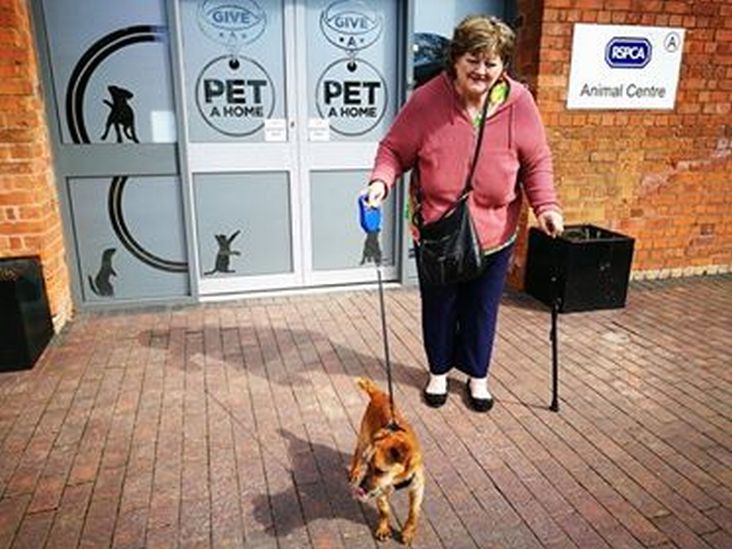 Paw-fect ending as RSPCA's oldest ever rescue dog Stormy finds his 'fur ...