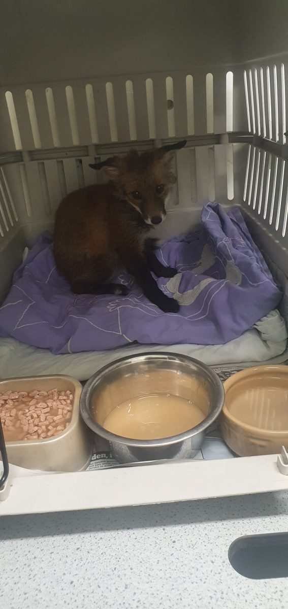 Fox cub rescued by RSPCA after getting her head stuck in a sweet jar in ...