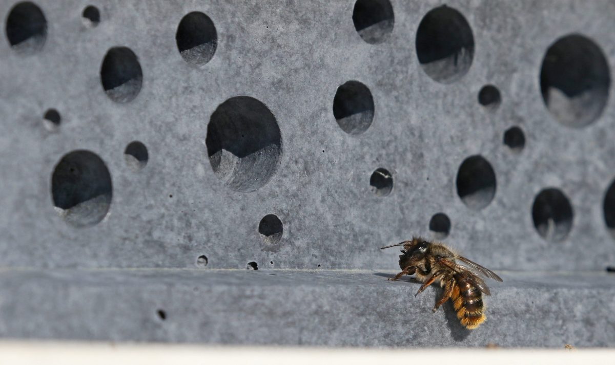 Focusing on Worcestershire's bats, bees, butterflies and more for this ...