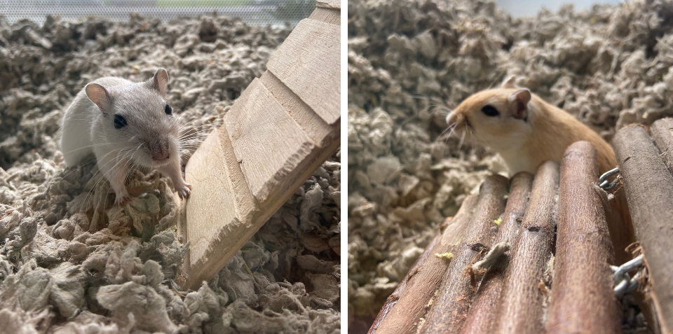 Can you give Bromsgrove Blue Cross' gerbils 'Frank' and 'Gerrard' their ...