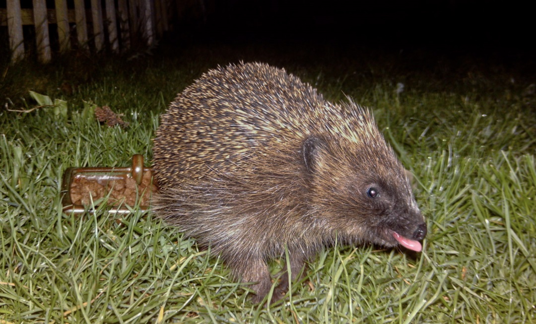 Protect hedgehogs plea as hibernation ends for spiky friends - The ...