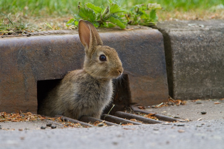 County volunteers encouraged to record garden sightings of mammals ...