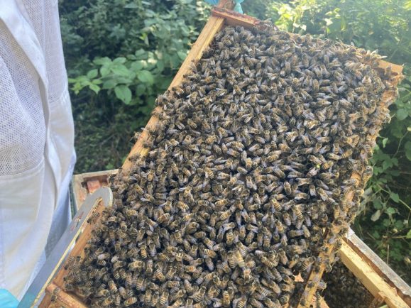 FEATURE - 'Its been a tough year for bees' says Rubery beekeeper - The ...