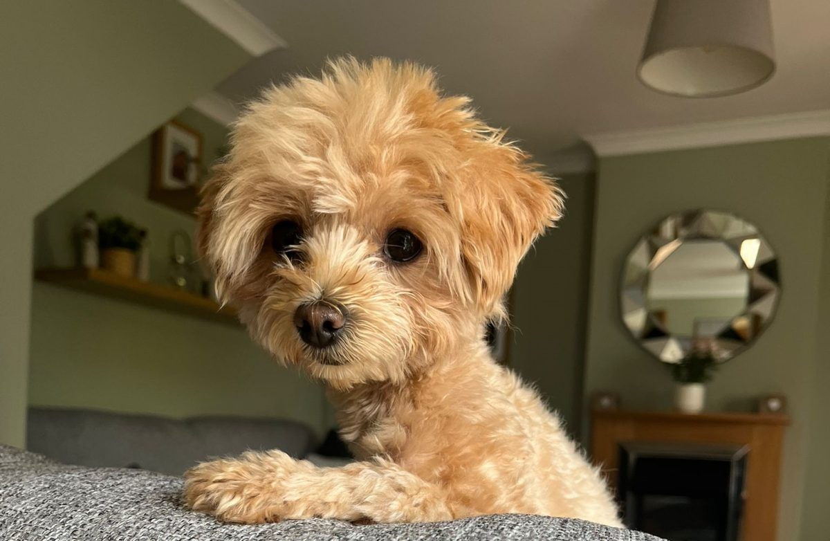 Three-legged poodle at Bromsgrove Blue Cross finds new home and new ...