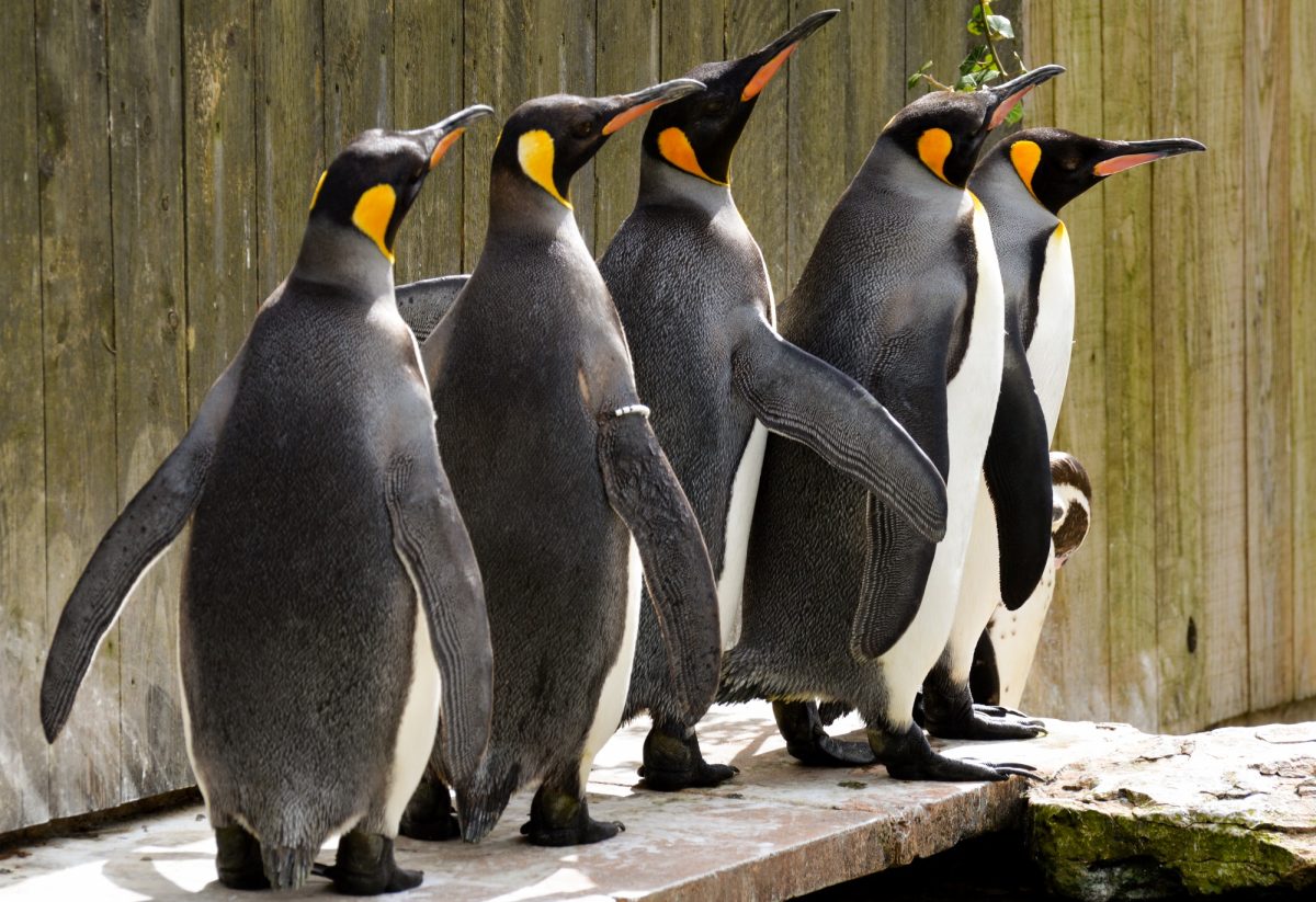 'Waddle like a penguin' - Spike, from Birdland in the Cotswolds, shows ...