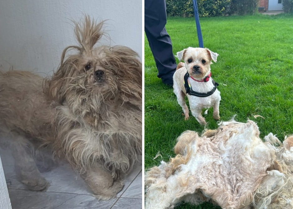 Neglected dog named 'Ewok' as he resembled a furry Star Wars character ...
