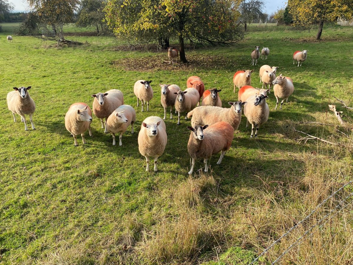 Fugitive Red Sheep Raymond recaptured by Bromsgrove Police